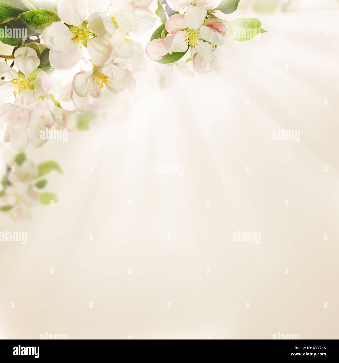 Spring Flowers on Light Background Stock Photo - Alamy