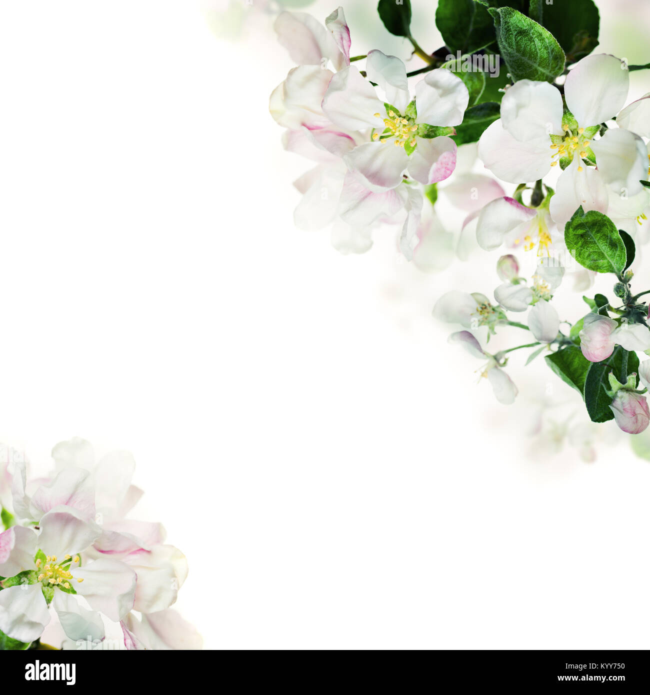 White flower border hi-res stock photography and images - Alamy