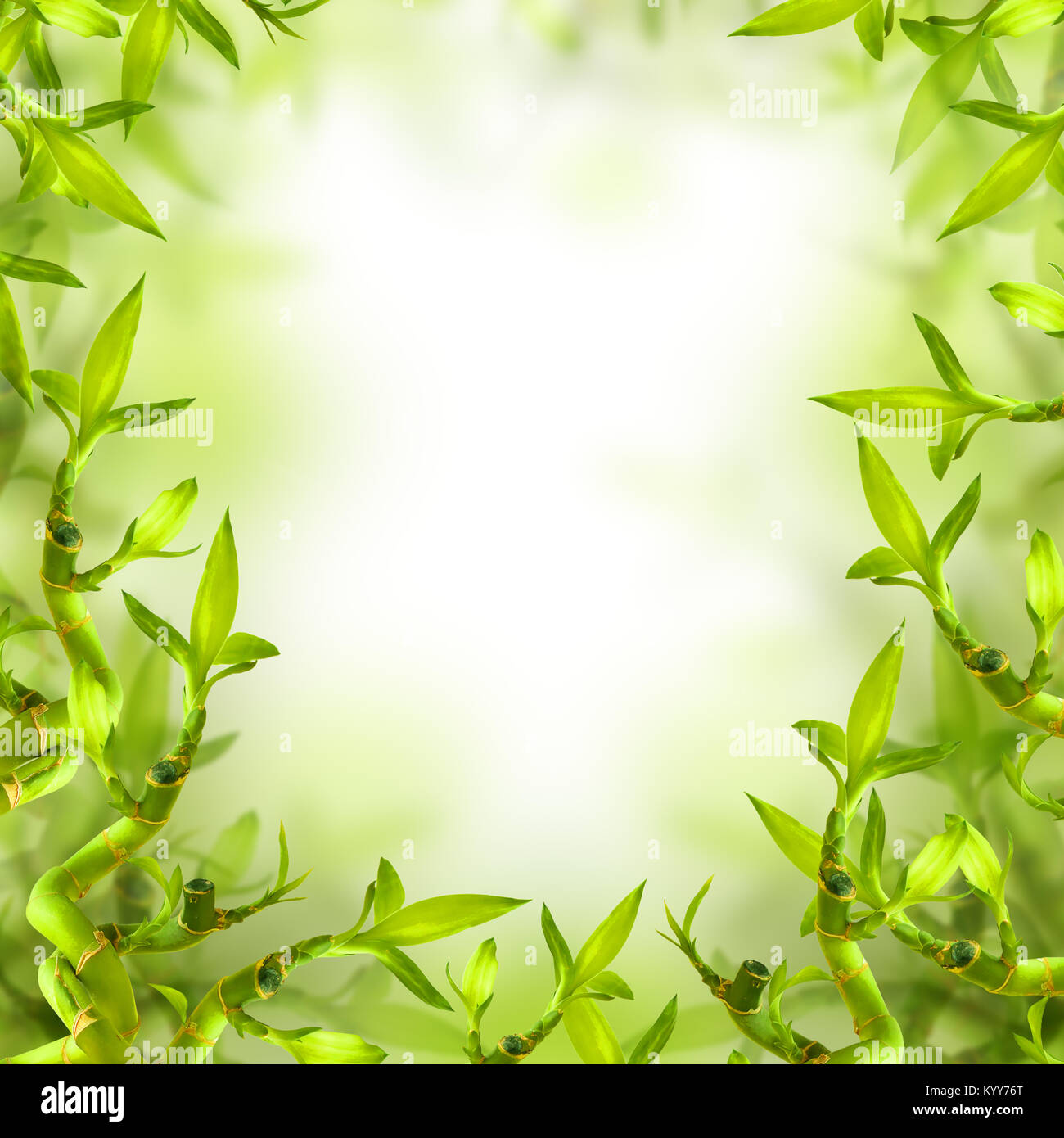 Feng Shui Background of Green Bamboo Leaves Stock Photo - Alamy
