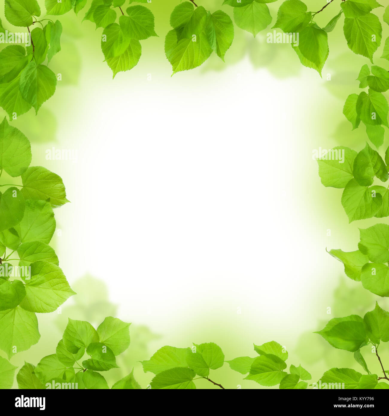 Frame of green leaves, foliage background Stock Photo - Alamy