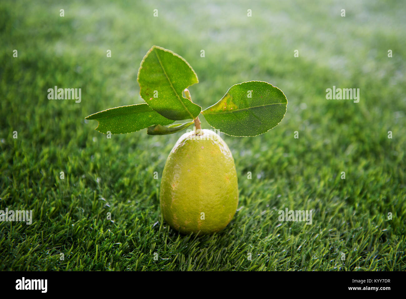 Fresh organic lemon with leaves on green lawn background, imperfect ...