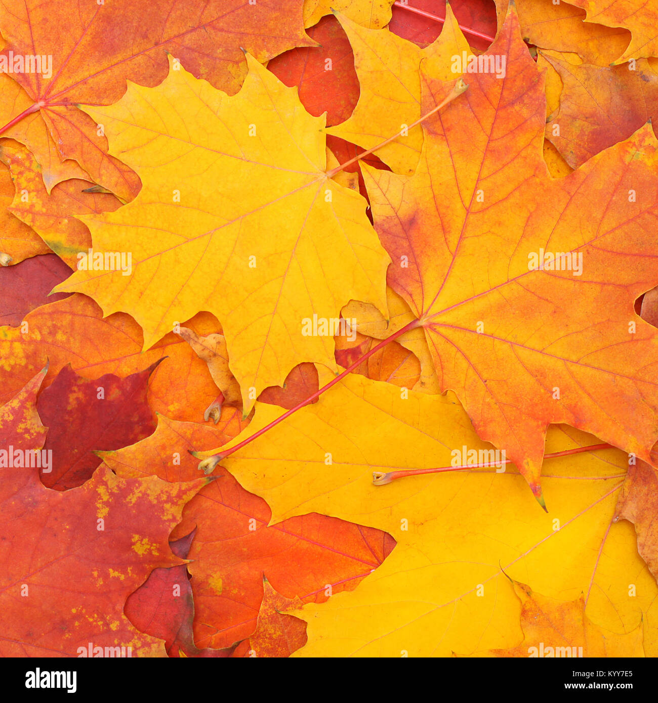 Autumn colorful background of mapple leaves Stock Photo - Alamy