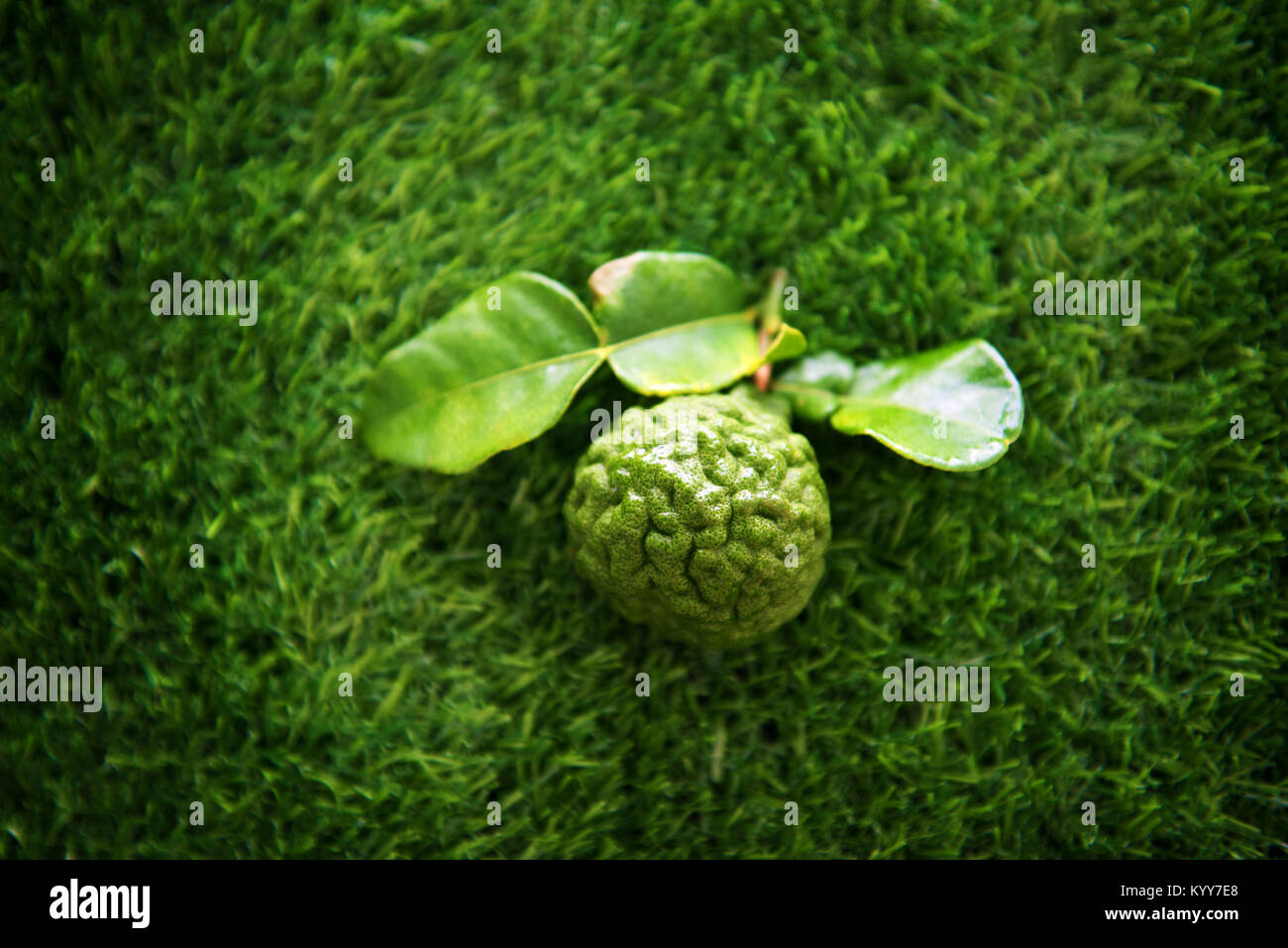 Pesticide free fresh organic kaffir lime with leaves on green lawn, top ...