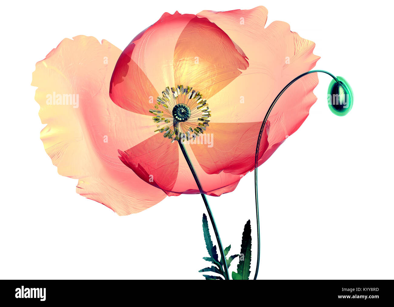 X ray poppy flower hi-res stock photography and images - Alamy