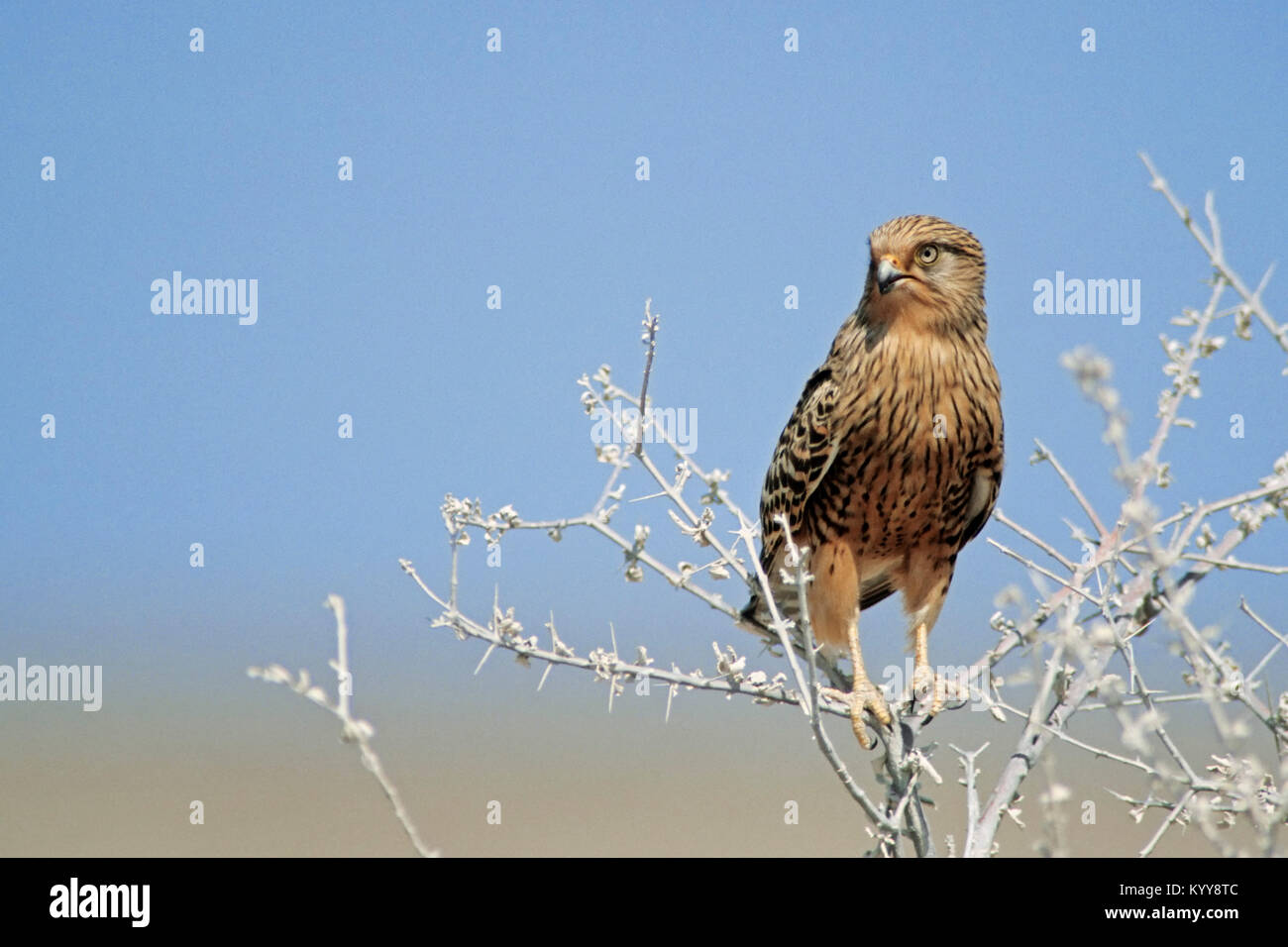 Greater Kestrel, Etosha national park, Namibia / (Falco rupicoloides ...
