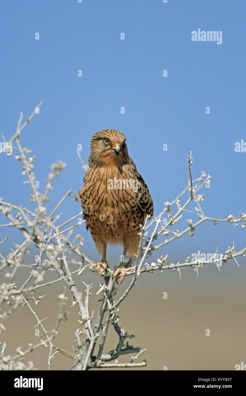Greater Kestrel, Etosha national park, Namibia / (Falco rupicoloides ...