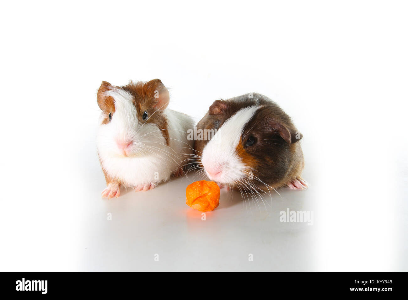 Cute little dutch guinea pig on studio white background. Isolated white ...