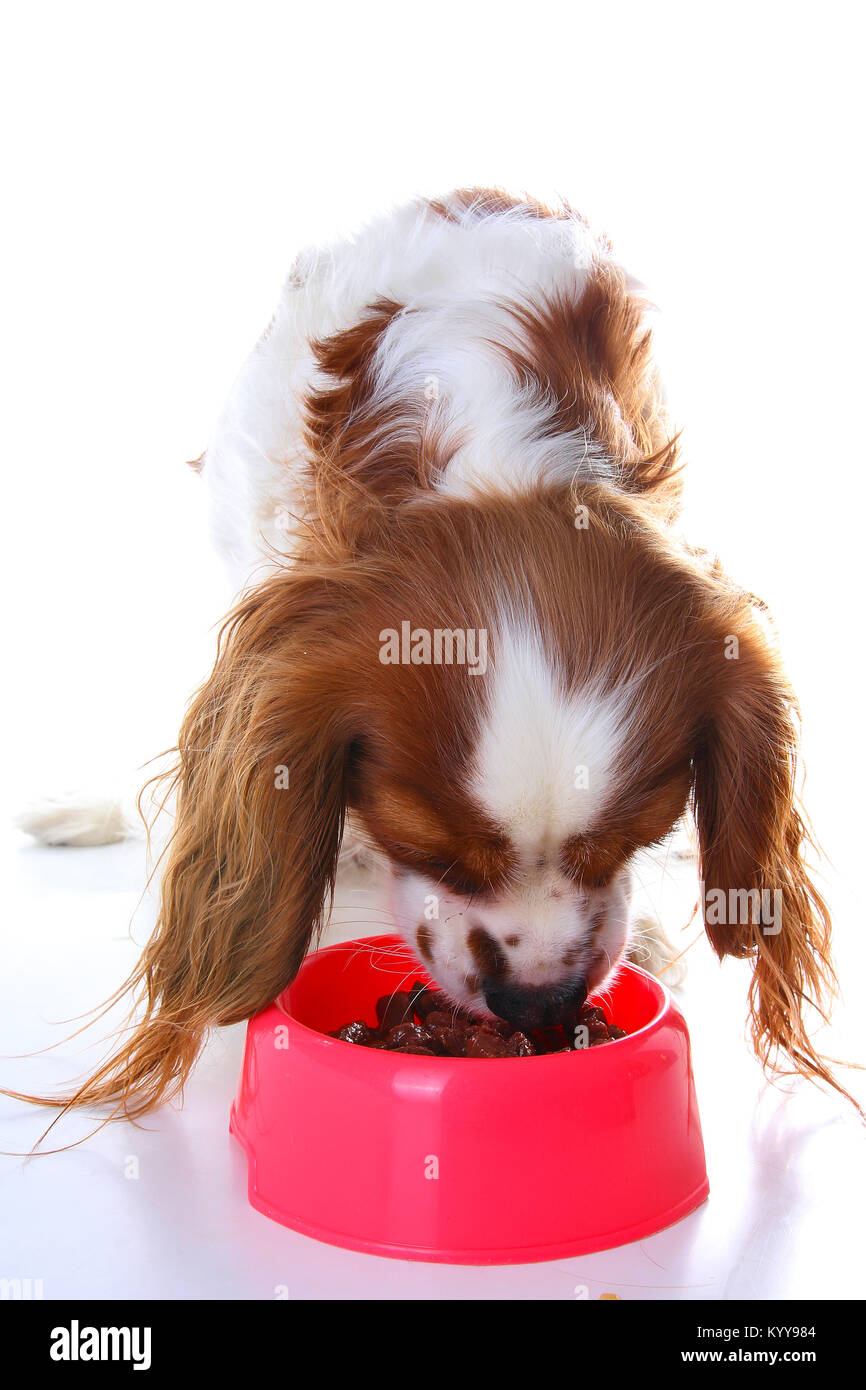 Dog with foog. Puppy eating. Cavalier king charles spaniel studio photo ...