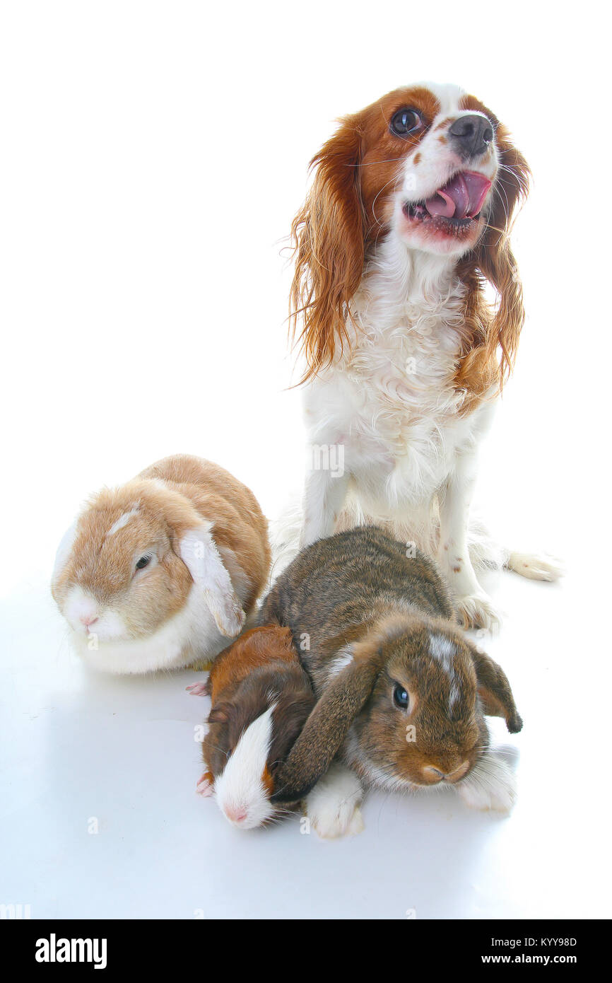 Real id hi-res stock photography and images - Alamy