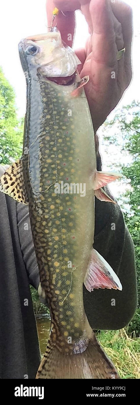 This brook trout was caught by an angler on July 25, 2017, at Fort ...