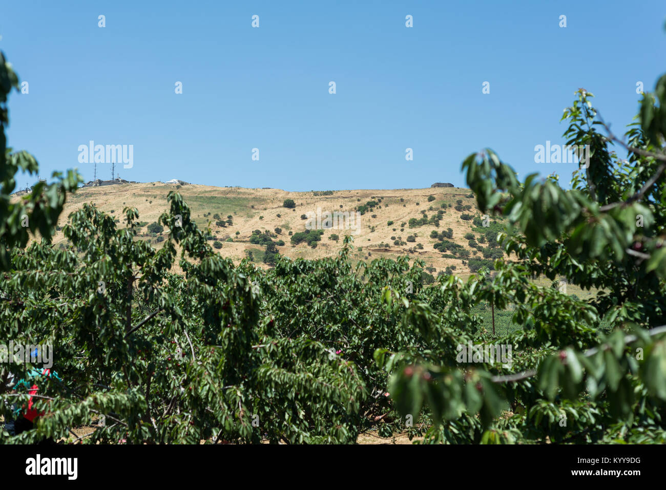Cherry Picking at Bustan Bereshit in the Golan Heights, Israel Stock ...