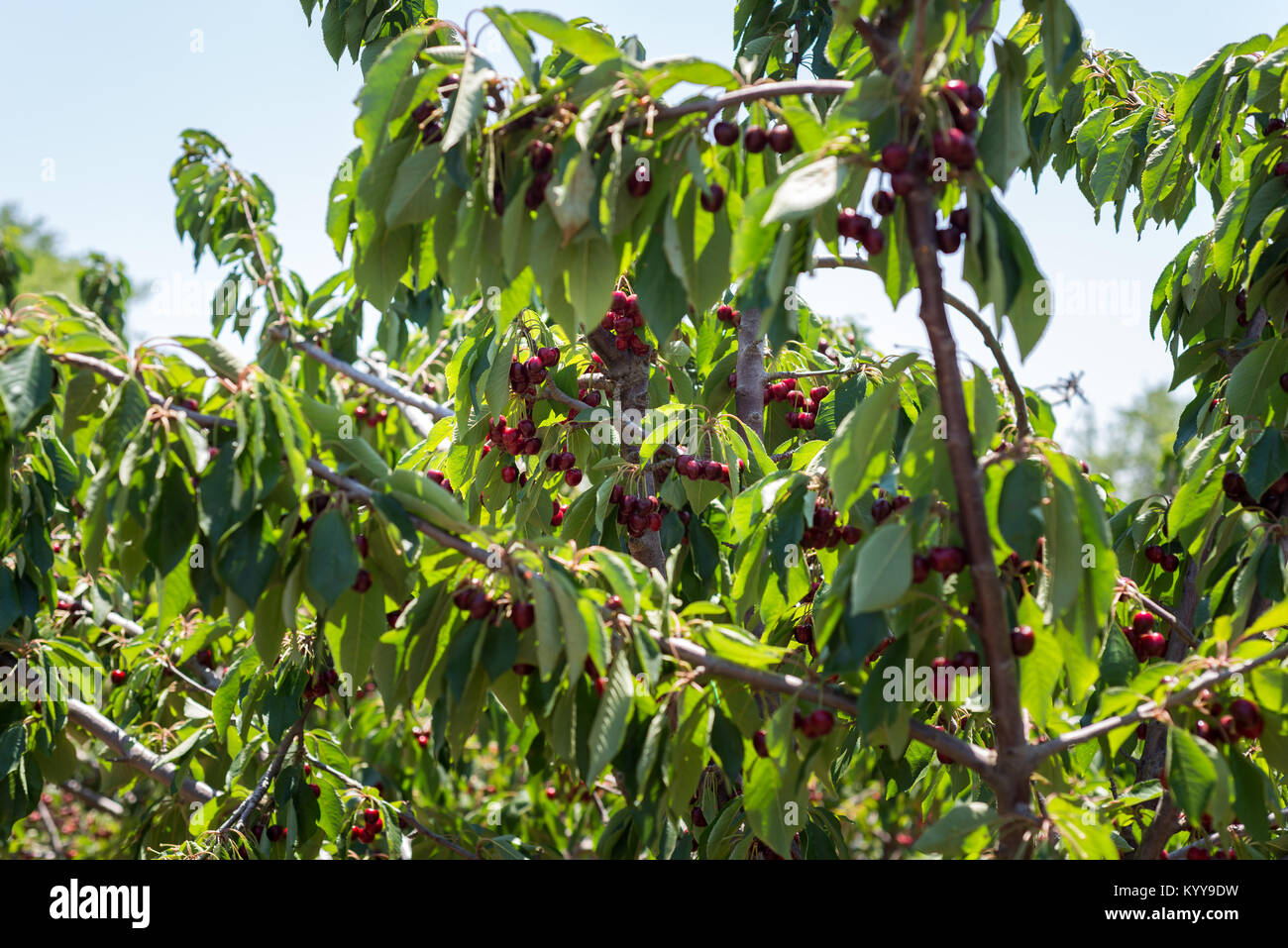 Cherry Picking at Bustan Bereshit in the Golan Heights, Israel Stock ...