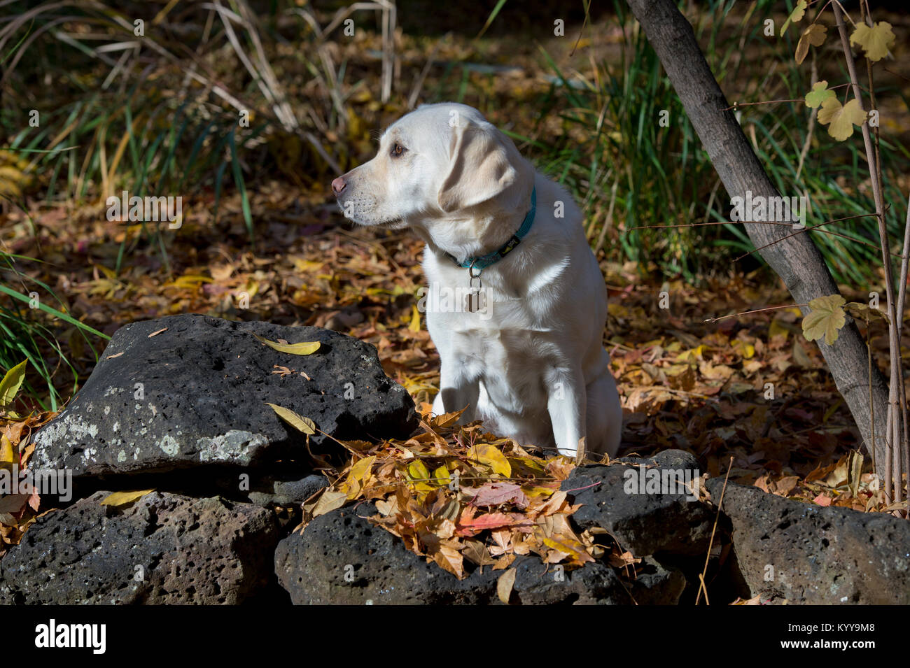 Yellow Labrador retriever Stock Photo - Alamy