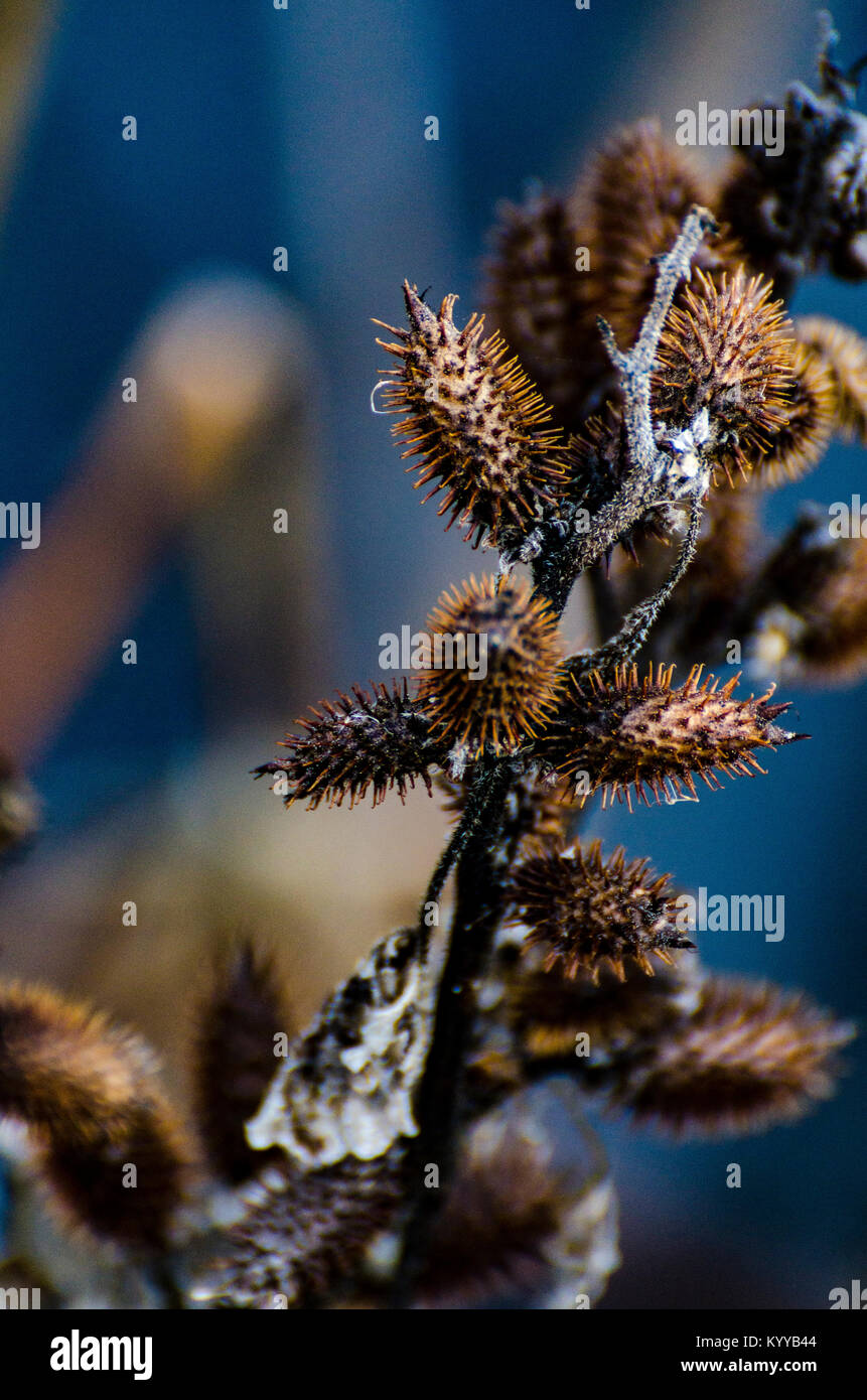 Cockleburr hi-res stock photography and images - Alamy