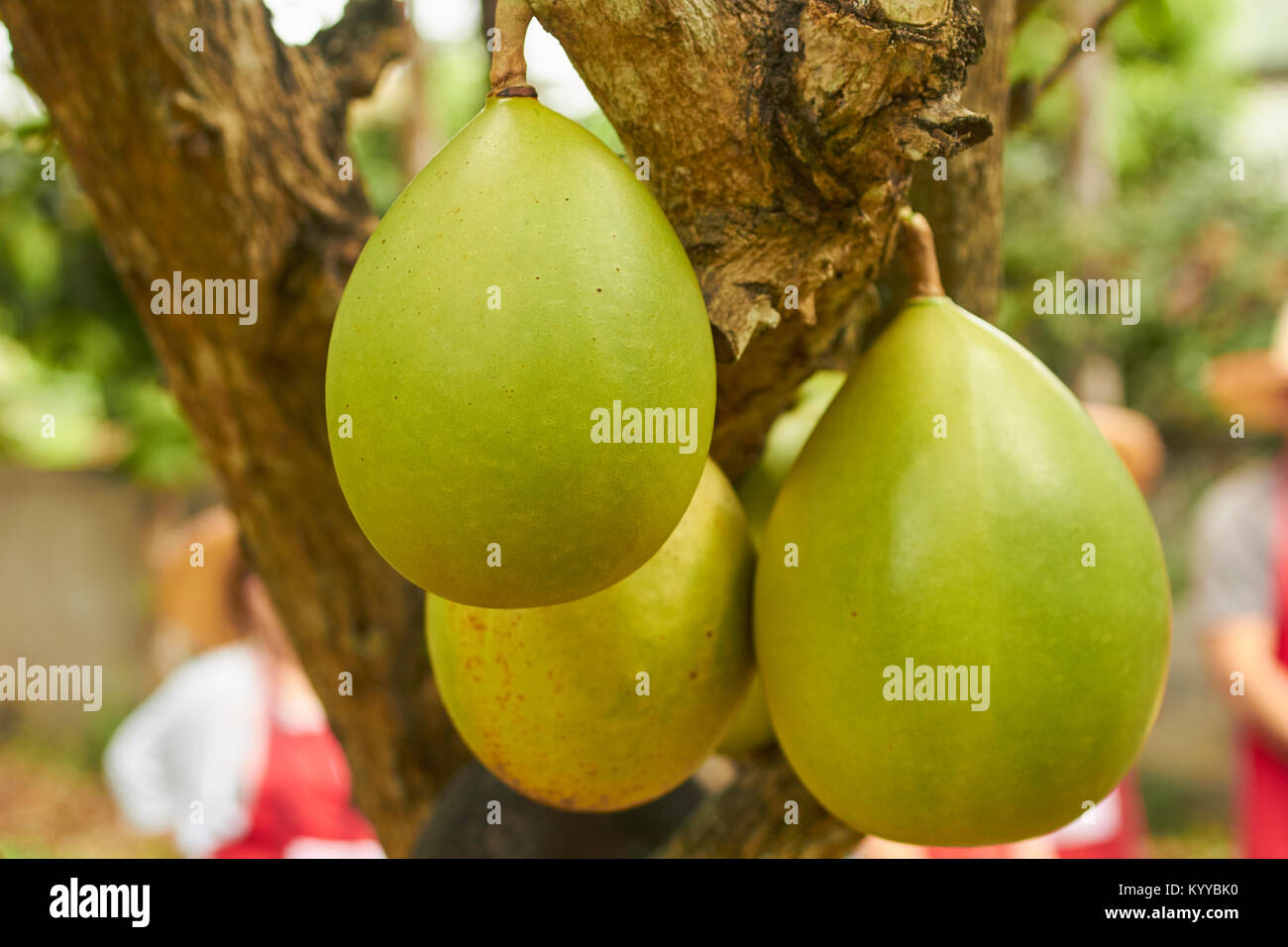 Growing jackfruit hi-res stock photography and images - Alamy