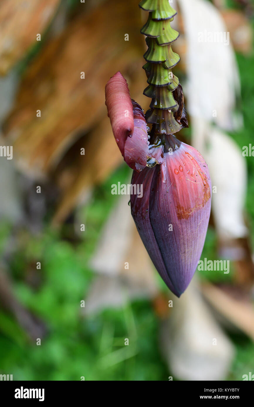 Flower of banana plant Stock Photo - Alamy