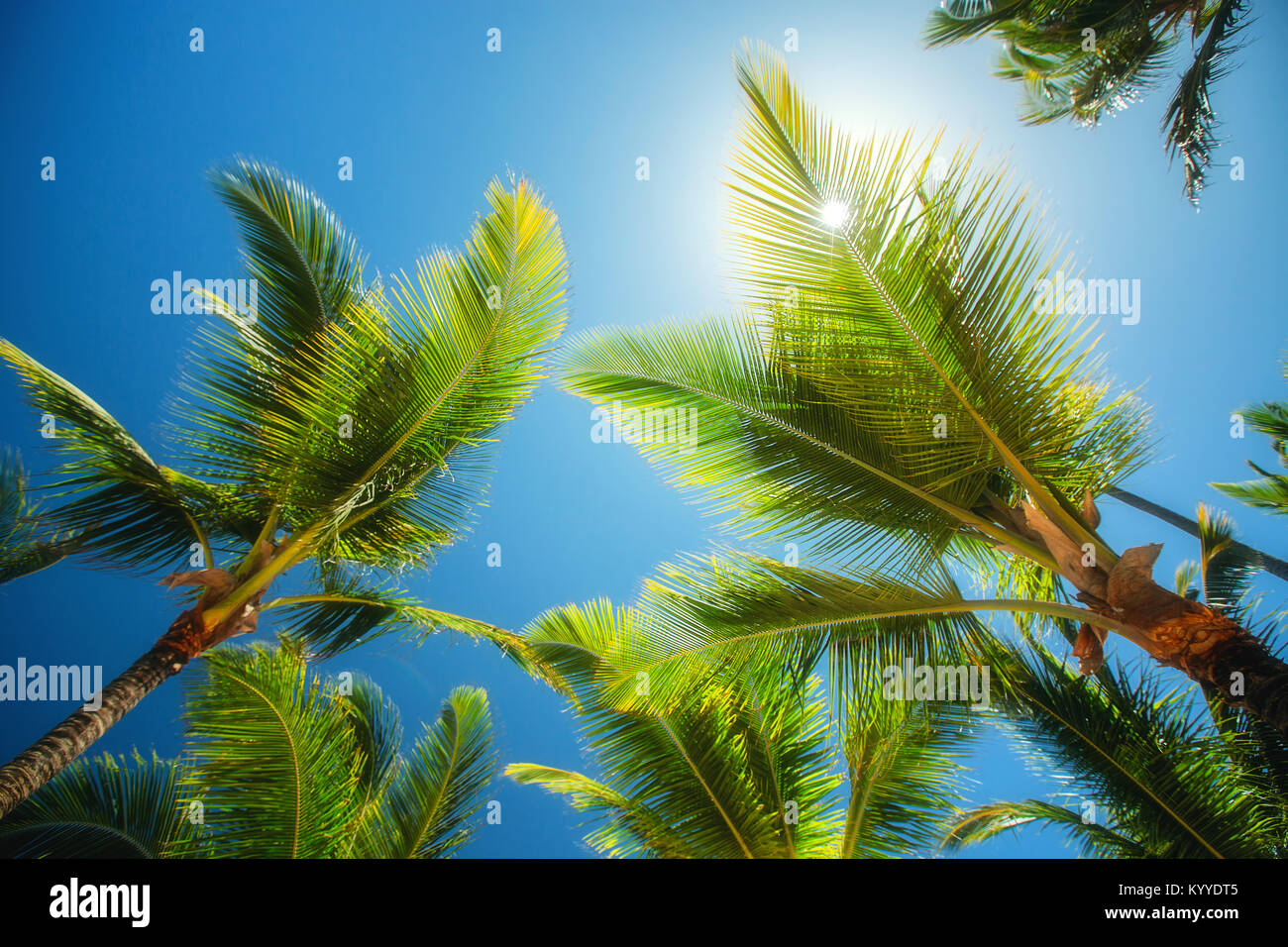 High coconut tree hi-res stock photography and images - Alamy
