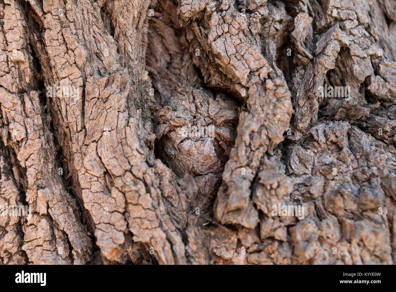 Ein hemed aqua bella hi-res stock photography and images - Alamy