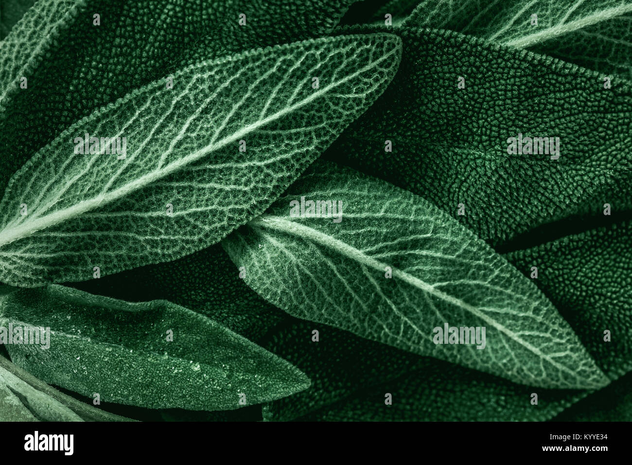 Macro photography of fresh sage. Concept of organic food Stock Photo ...