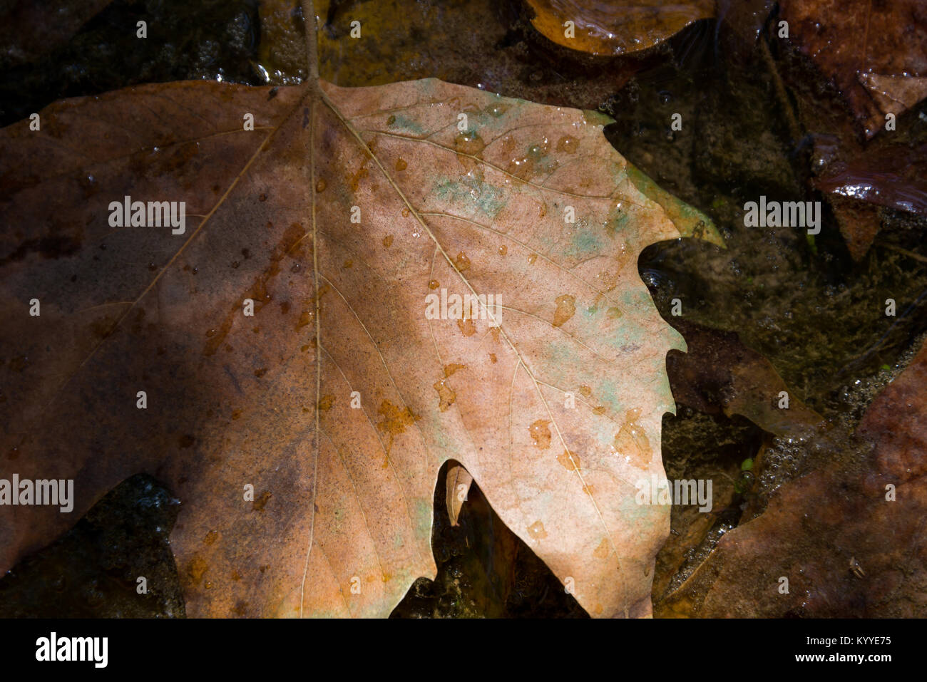 Ein hemed aqua bella hi-res stock photography and images - Alamy