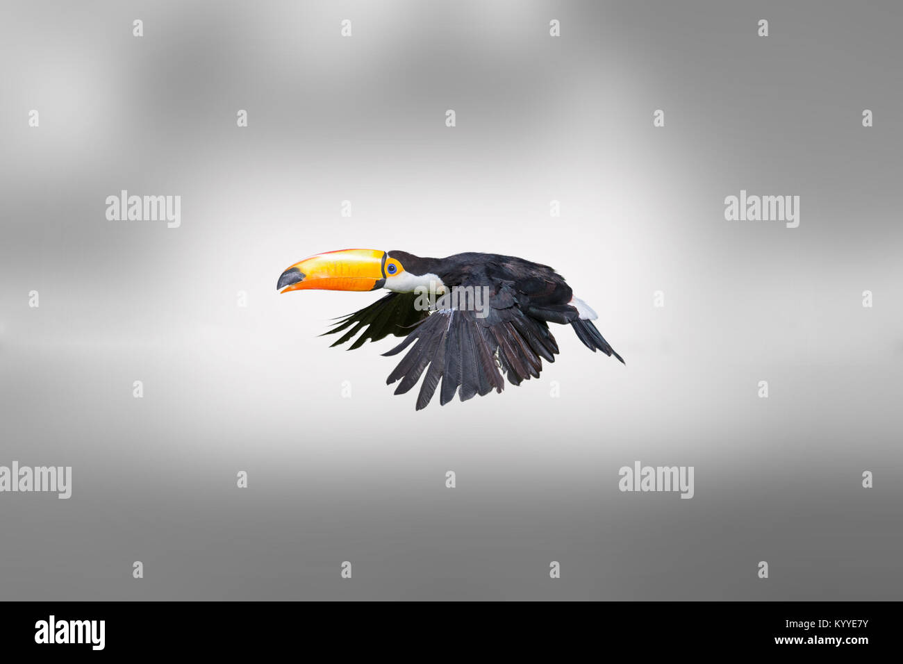 Toucan flying hi-res stock photography and images - Alamy