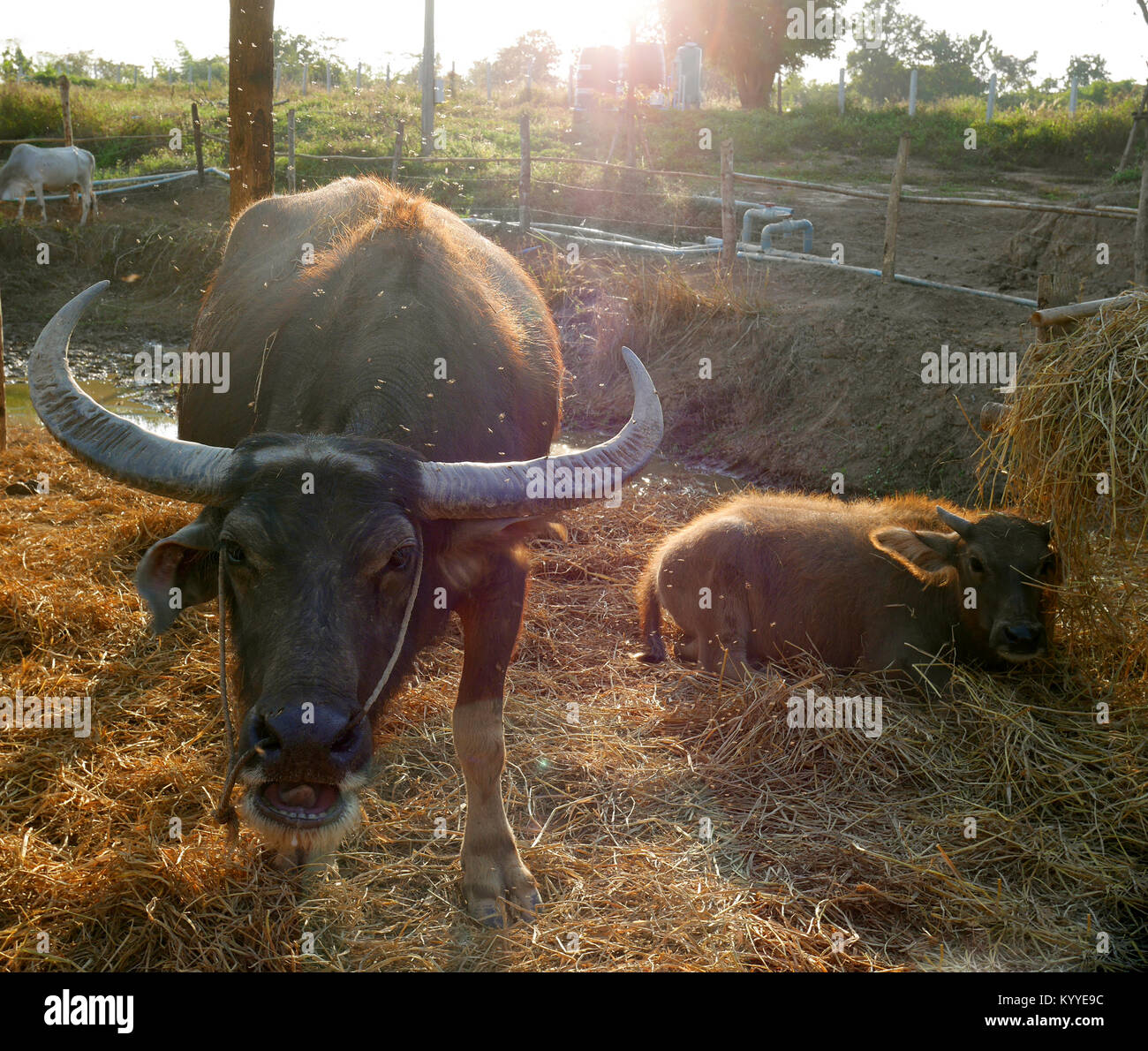 Wild water buffalo, male, female hi-res stock photography and images ...