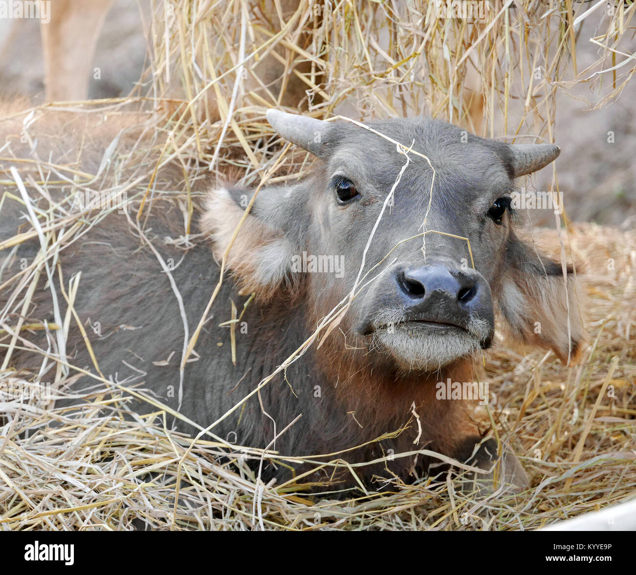 Cute young water buffalo sitting in stacks of hay Stock Photo - Alamy