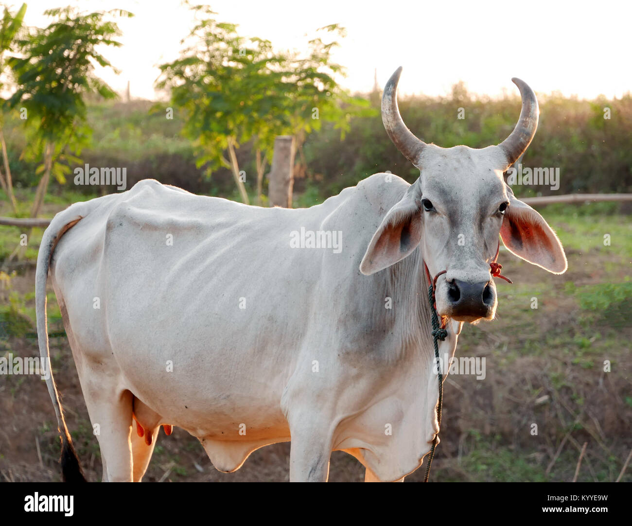 One white cow with horn standing in a farm. She is a little ...