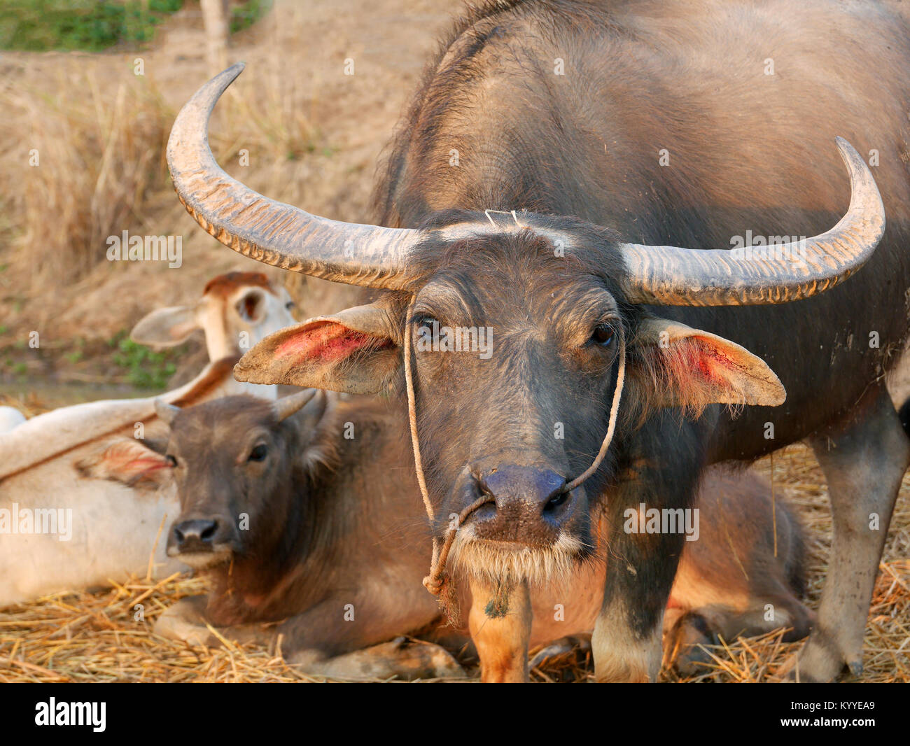 Mother water buffalo protecting her young calf and baby cow Stock Photo ...