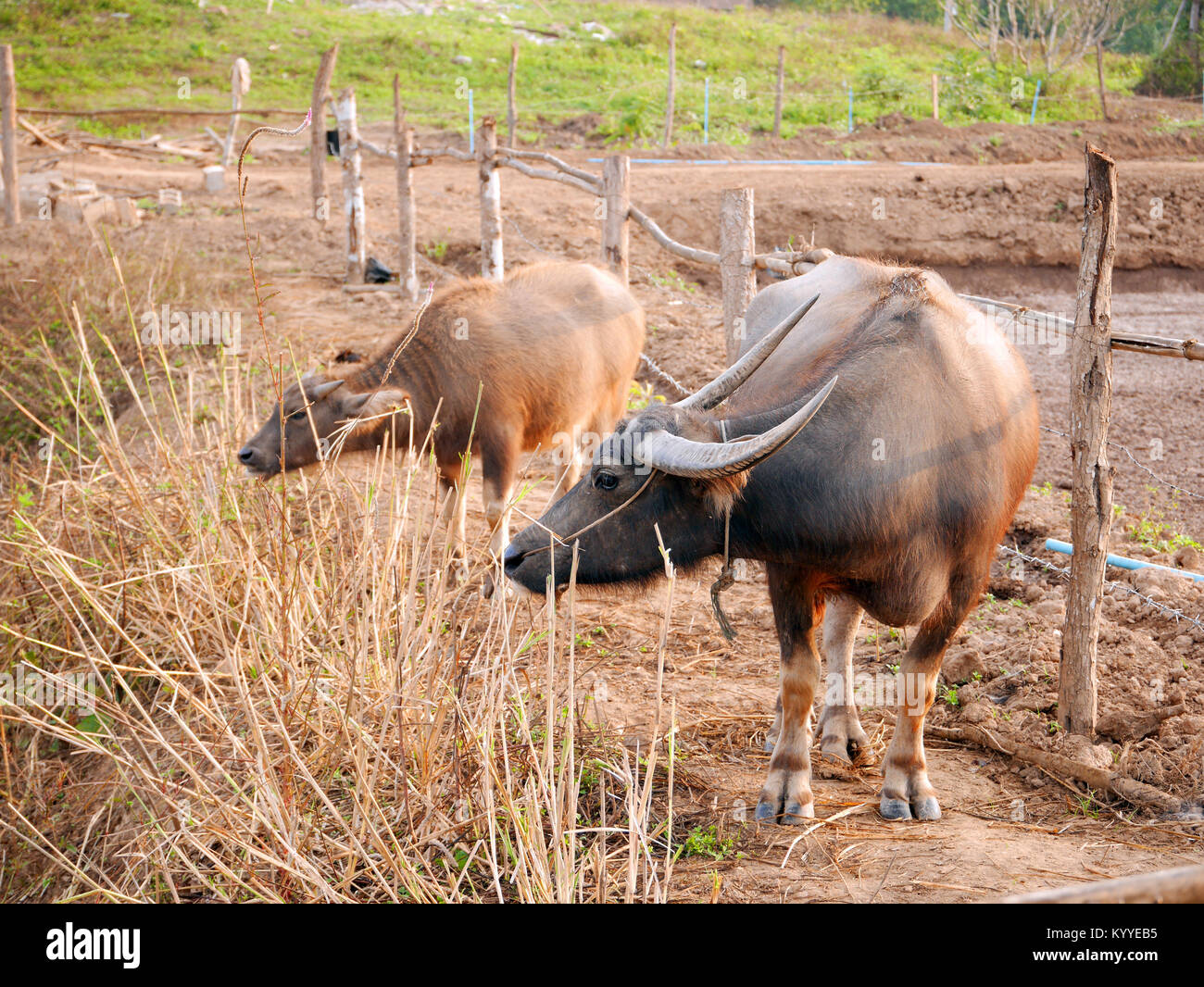 Wild water buffalo, male, female hi-res stock photography and images ...