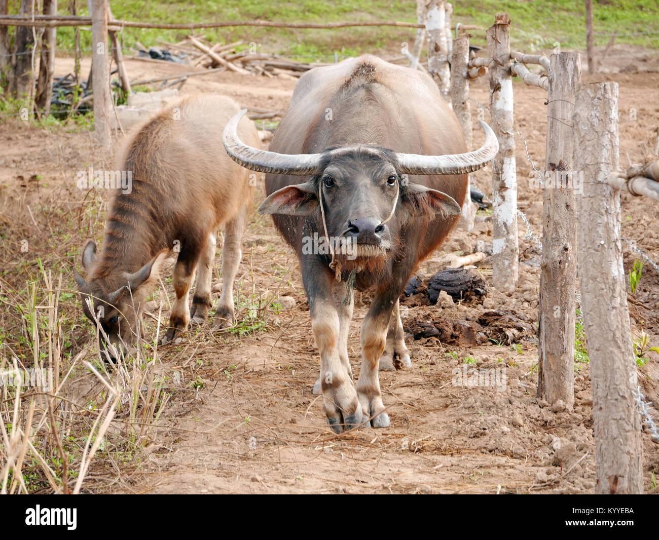 Wild water buffalo, male, female hi-res stock photography and images ...