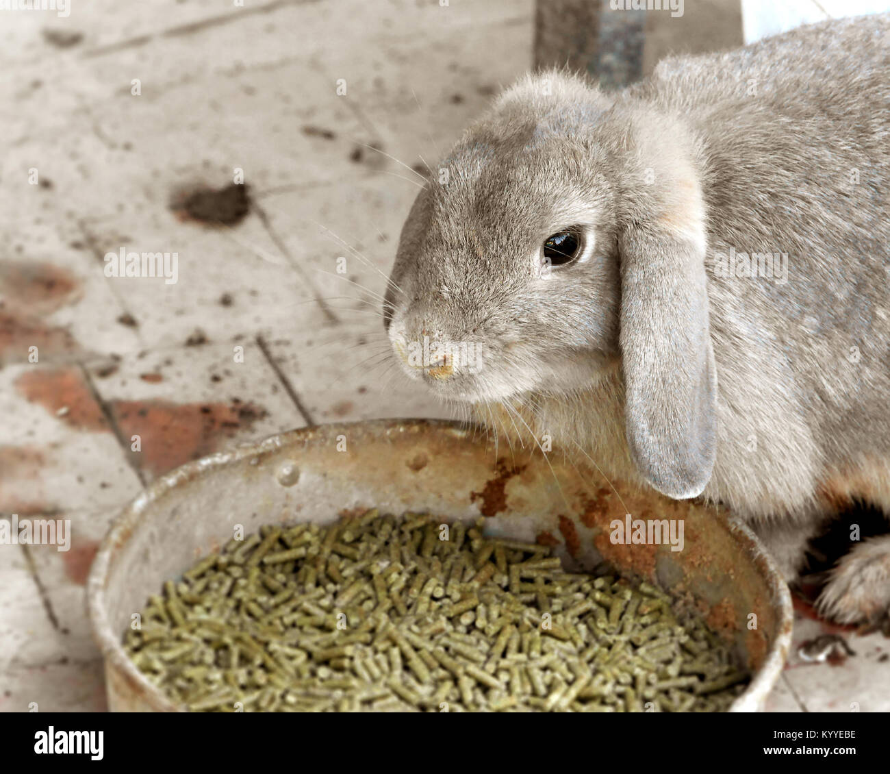 Rabbit food hi-res stock photography and images - Alamy