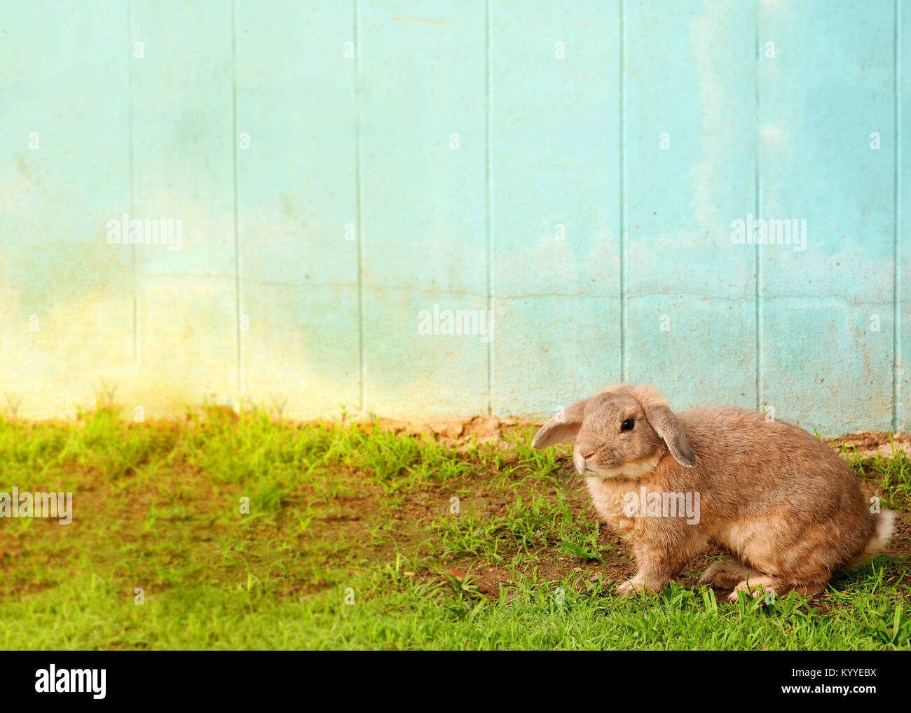 One cute brown rabbit on grass with blue background Stock Photo - Alamy