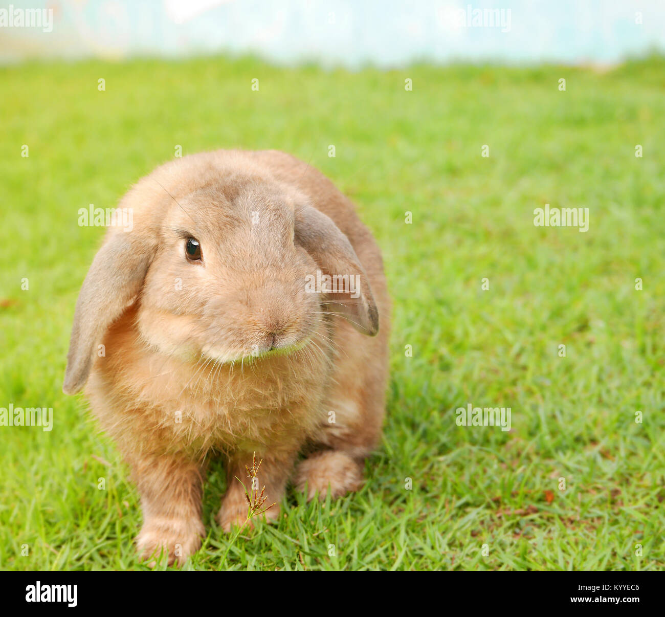 One cute brown rabbit on grass lawn Stock Photo - Alamy