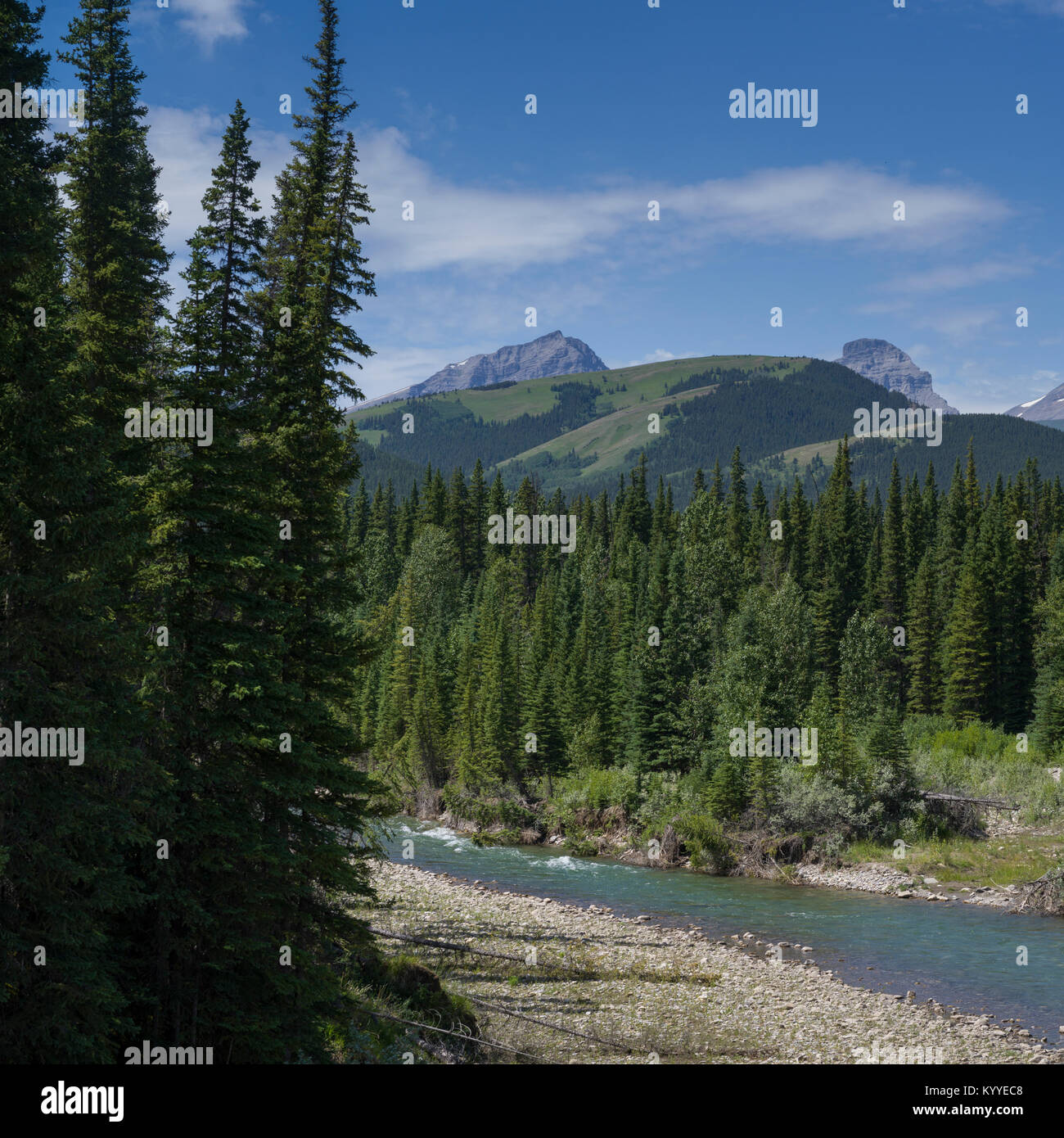 Stream flowing through forest, Kananaskis Country, Southern Alberta ...