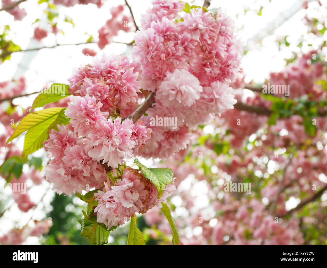 Pink cherry blossoms, sakura blossoms Stock Photo - Alamy