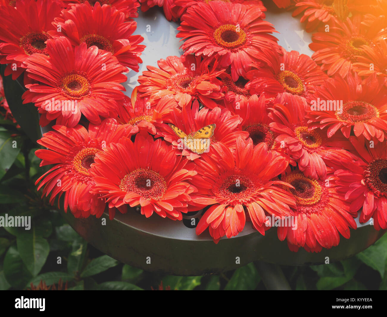 Orange Butterfly and Red Ruby Gerbera flower Stock Photo - Alamy