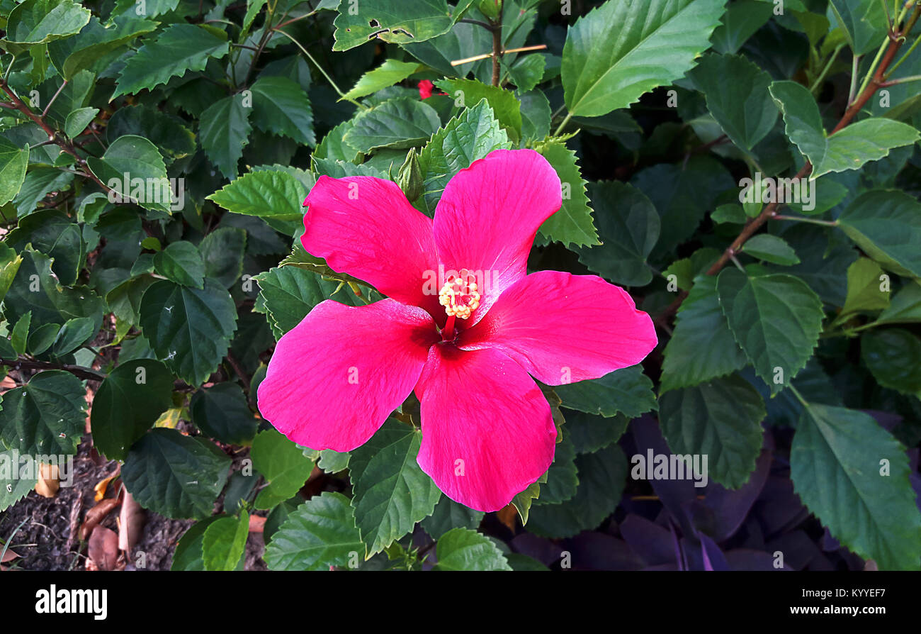 Single red Hibiscus flower Stock Photo - Alamy