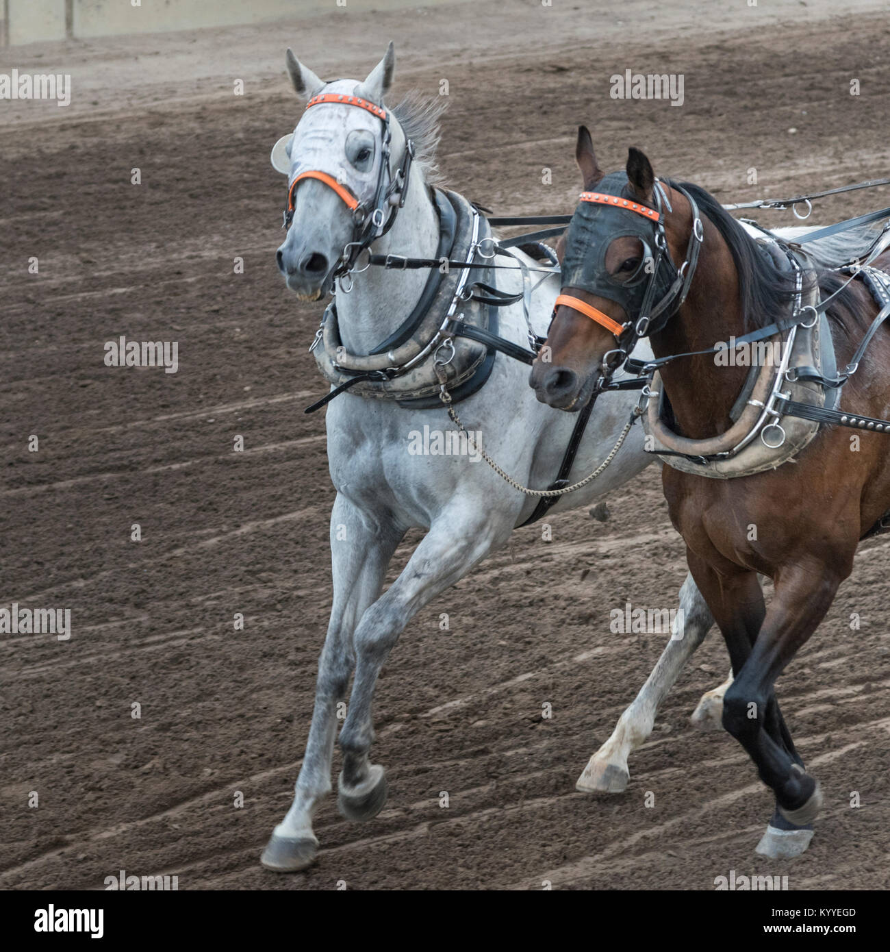 Horse cart racing america hi-res stock photography and images - Alamy