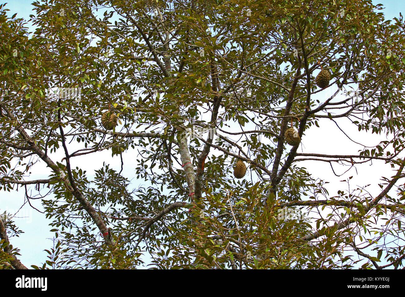 Durian tree hi-res stock photography and images - Alamy