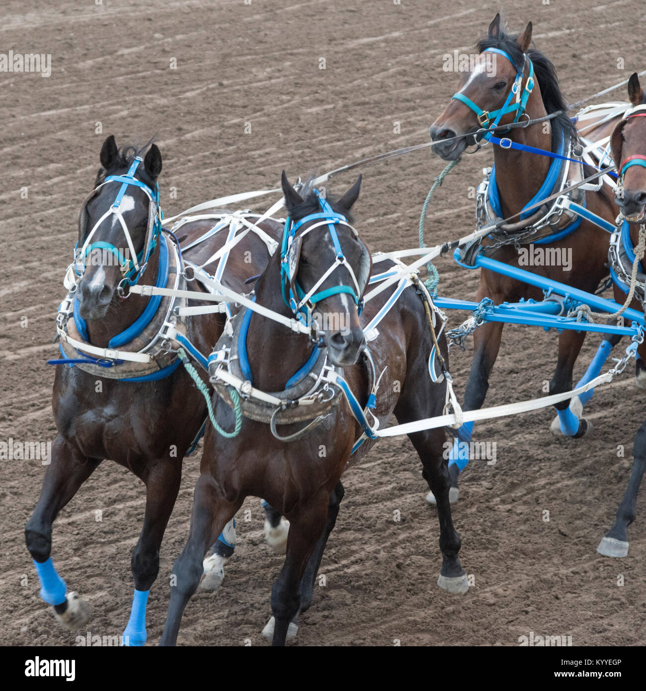 Horse cart racing america hi-res stock photography and images - Alamy