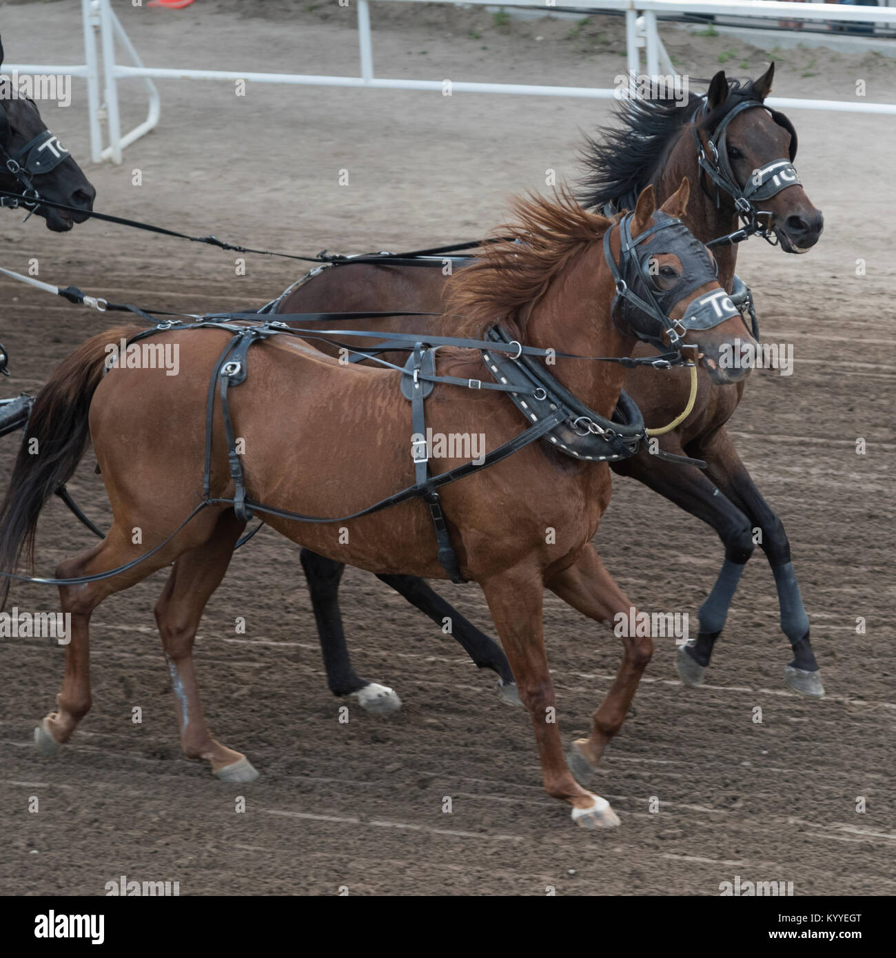Horse cart racing america hi-res stock photography and images - Alamy
