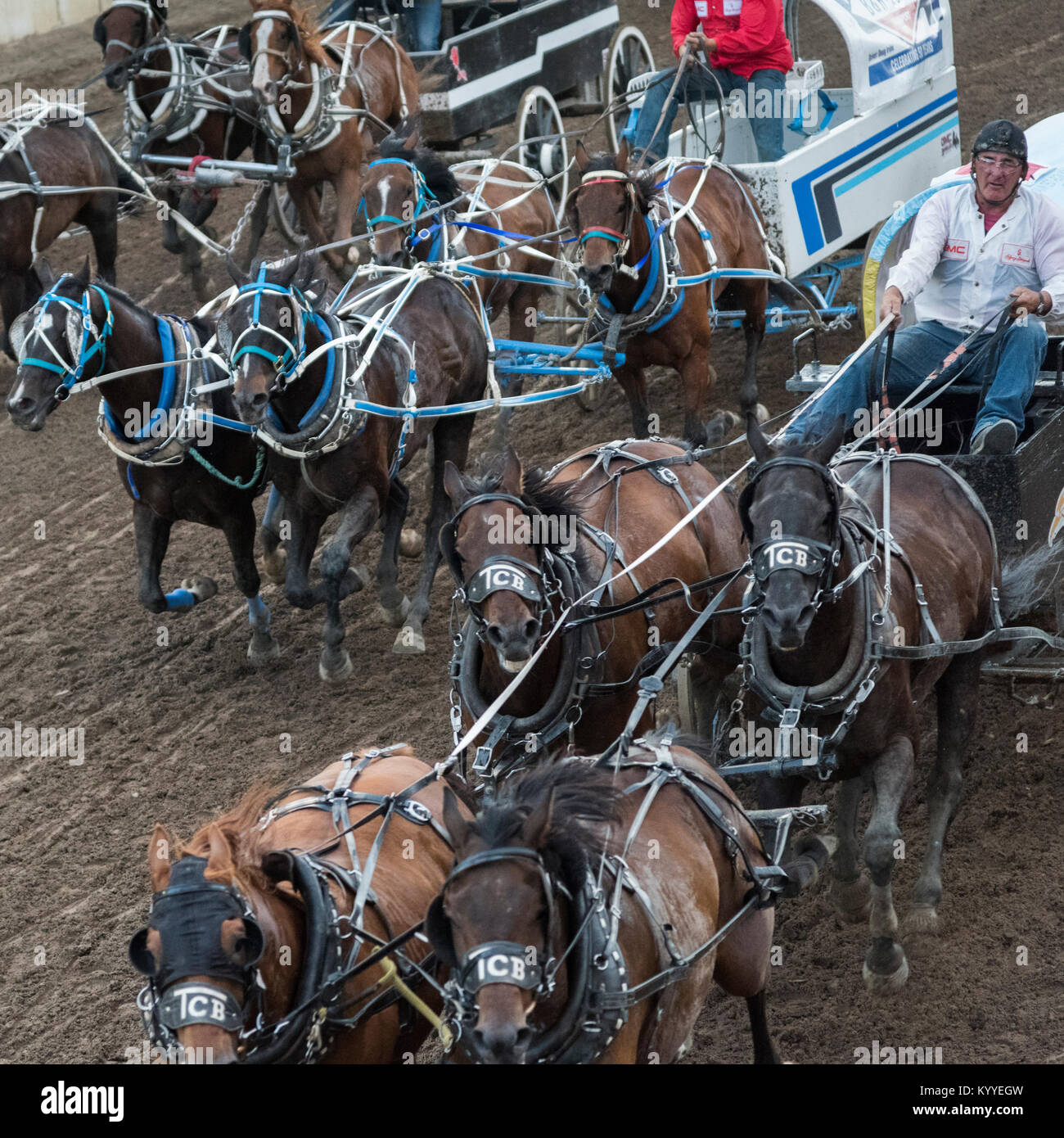 Calgary stampede chuckwagons hi-res stock photography and images - Alamy