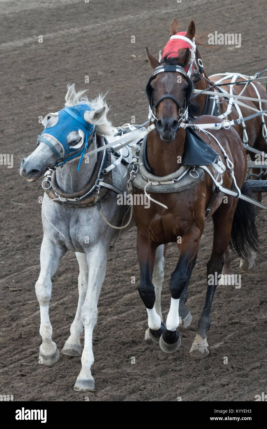 Horses at chuckwagon race during Calgary Stampede, Calgary, Alberta ...