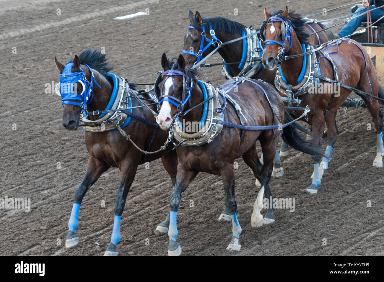 Horse cart racing america hi-res stock photography and images - Alamy
