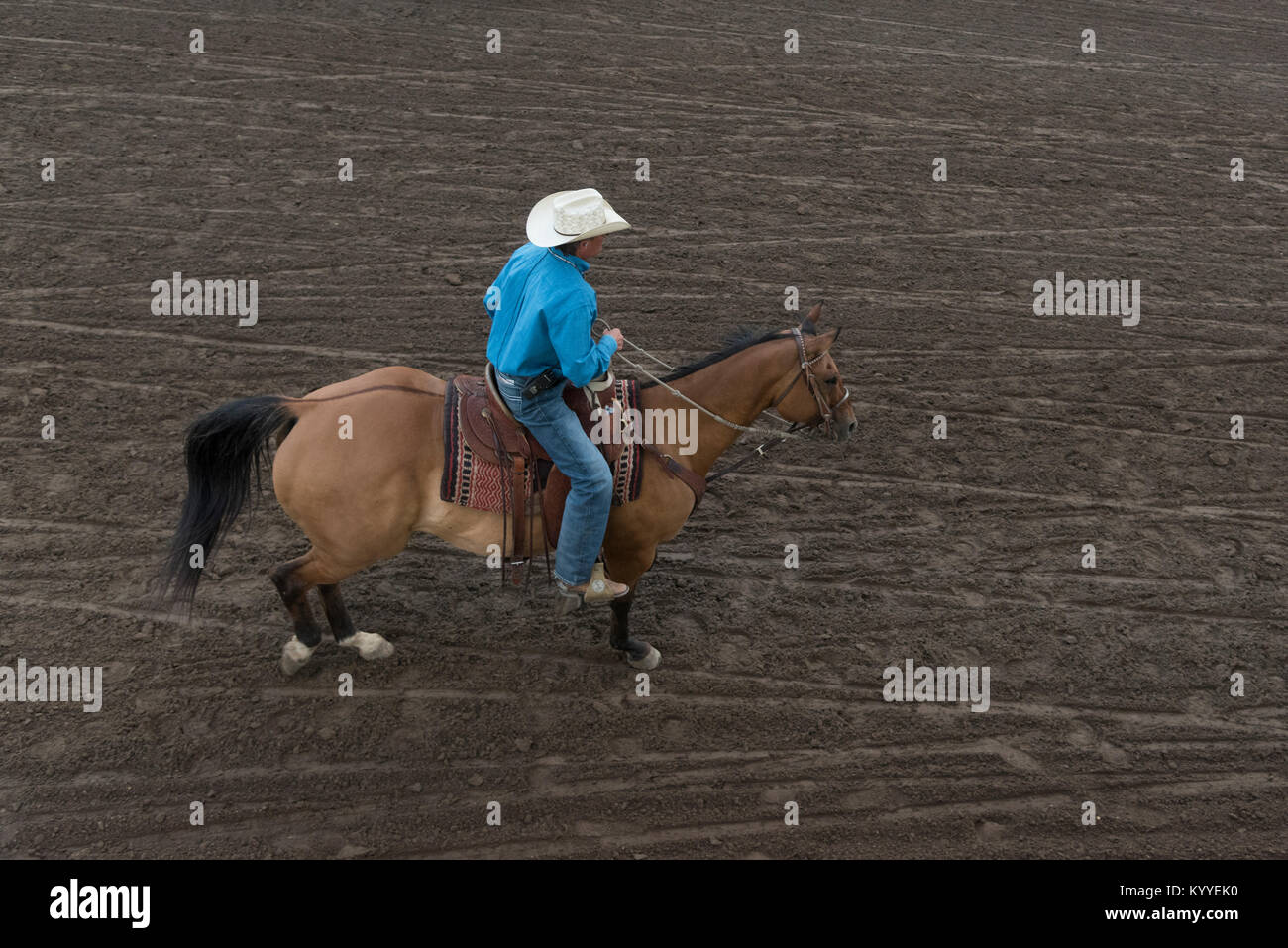 Alberta wild horse hi-res stock photography and images - Alamy