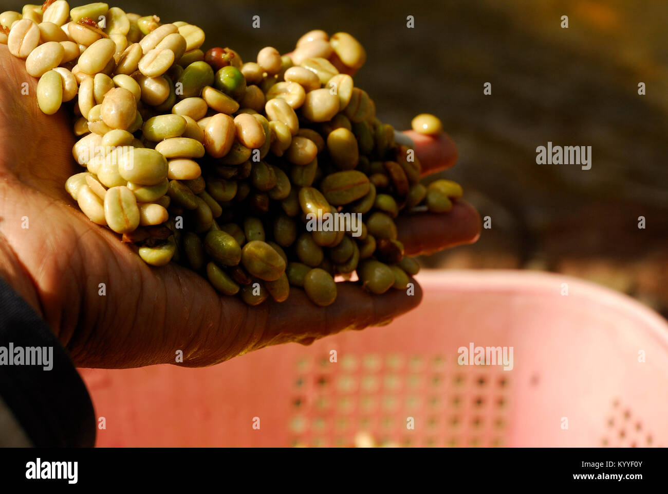Indonesia. 17th Jan, 2018. Robusta coffee demand in the local market ...