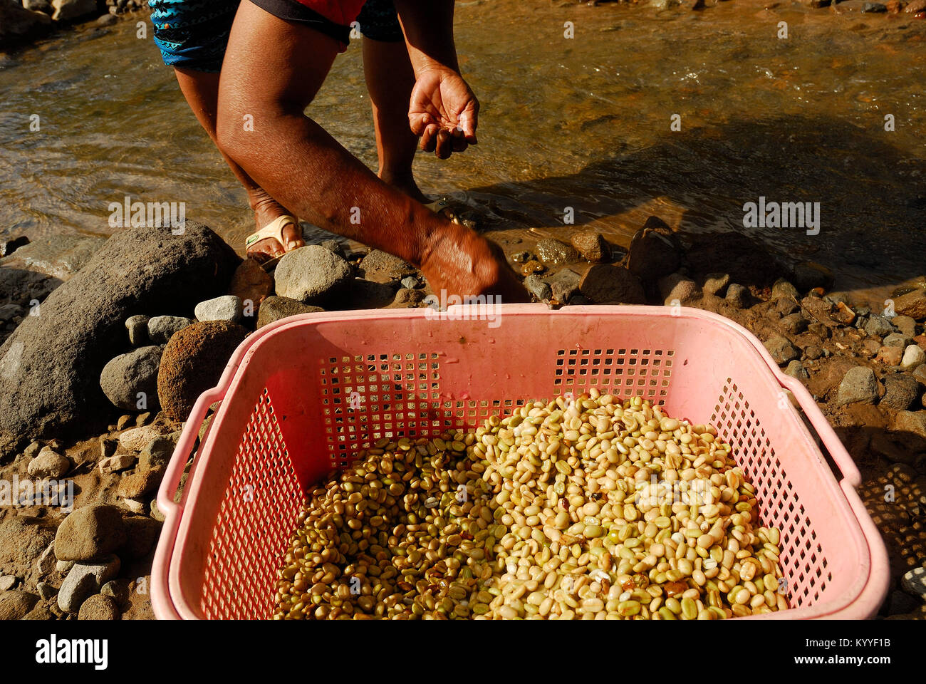 Indonesia. 17th Jan, 2018. Robusta coffee demand in the local market ...