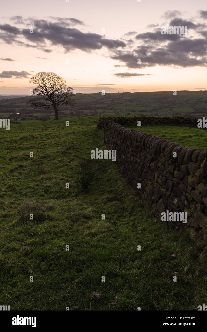 Roaches tree hi-res stock photography and images - Alamy