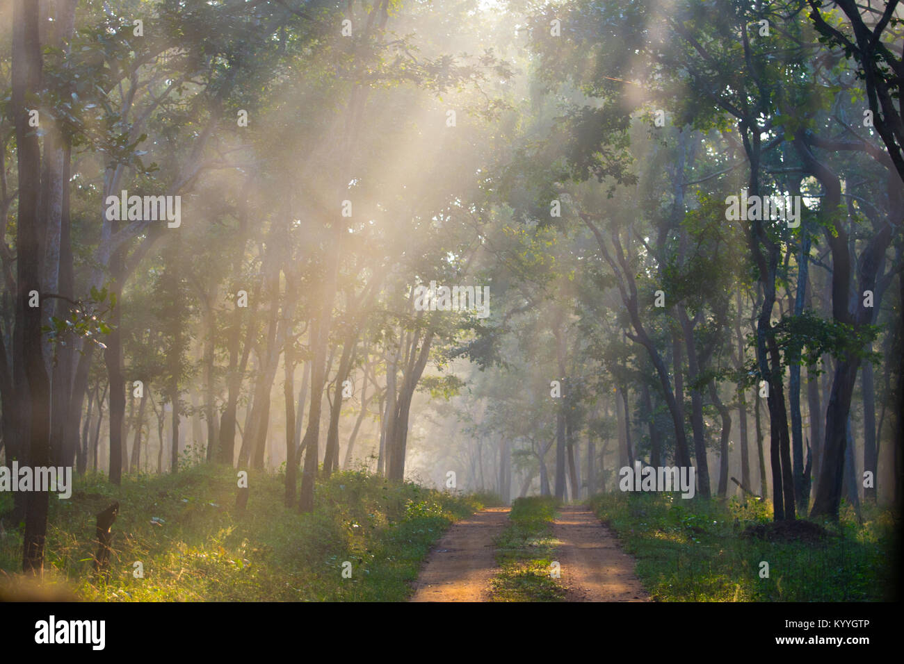 Path inside forest hi-res stock photography and images - Alamy